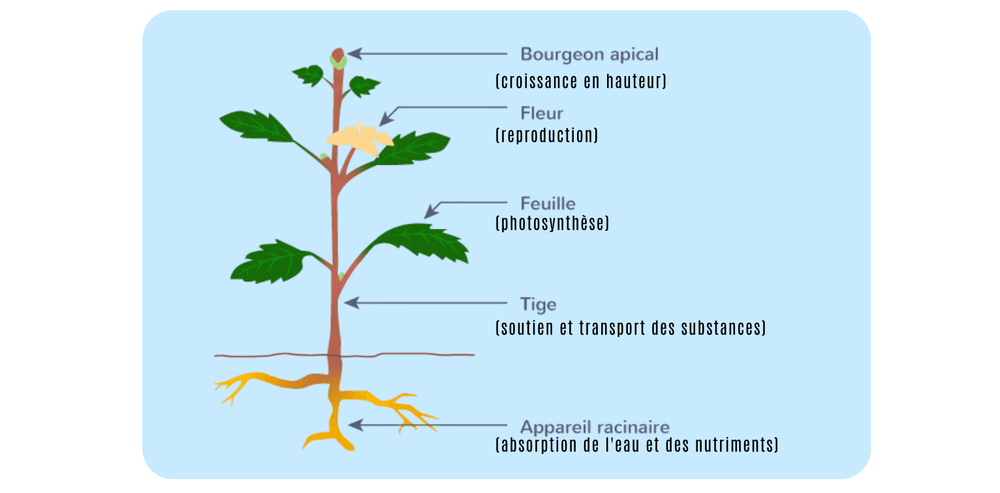 Qu'est-ce qu'une plante