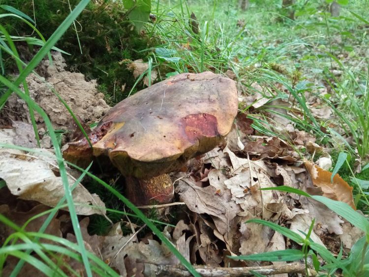 Reconnaissance des champignons comestibles ou toxiques | Sortie EcoNature