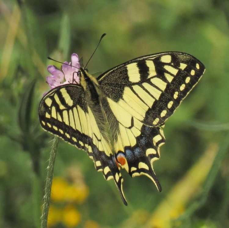 Papillons et nature en forêt de Fontainebleau | Randonnée EcoNature