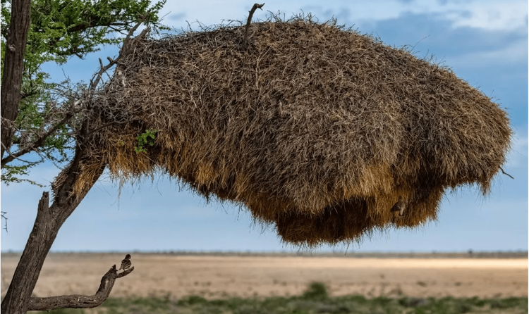 7 techniques ingénieuses utilisées par les oiseaux pour construire leur nid