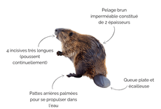 Découvrir le Castor : L’ingénieur des écosystèmes